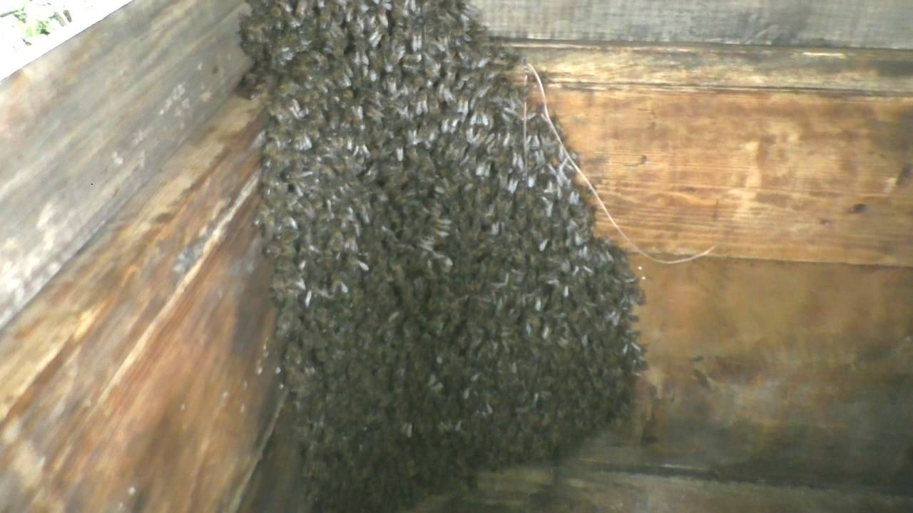 Как я исправлял трутовочную семью пчел