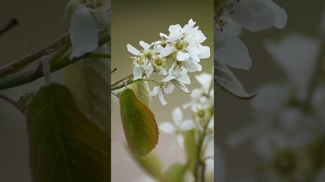 Весна