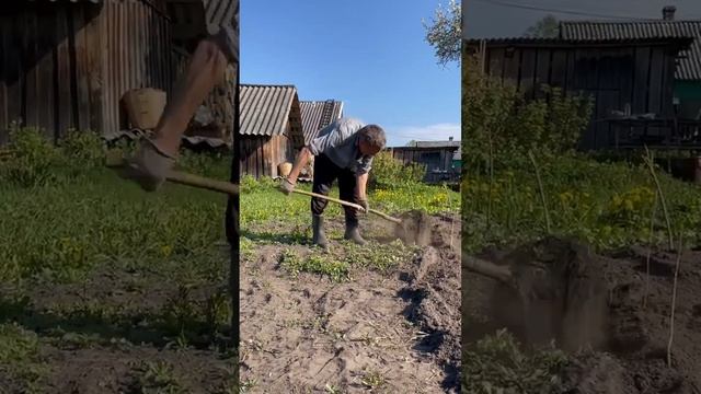 Когда сажать картошку? Читайте в комментариях #юмор #кино #nature