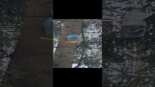 Синички у кормушки