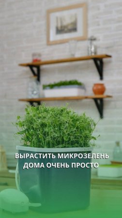 Как вырастить микрозелень дома? #shorts