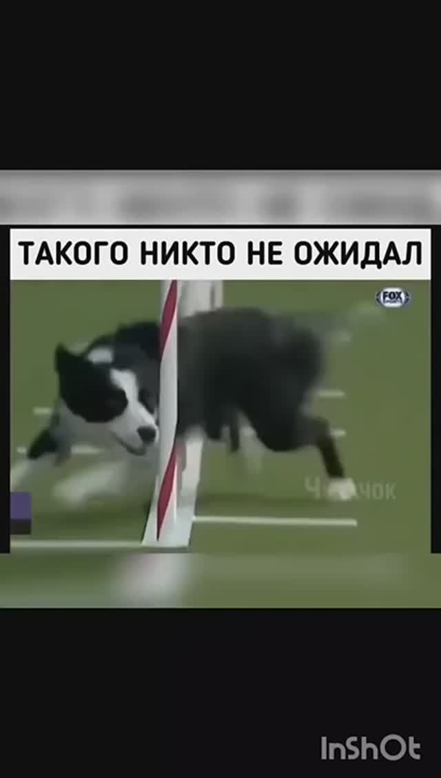 🐶Очень умная собака в мире🐶