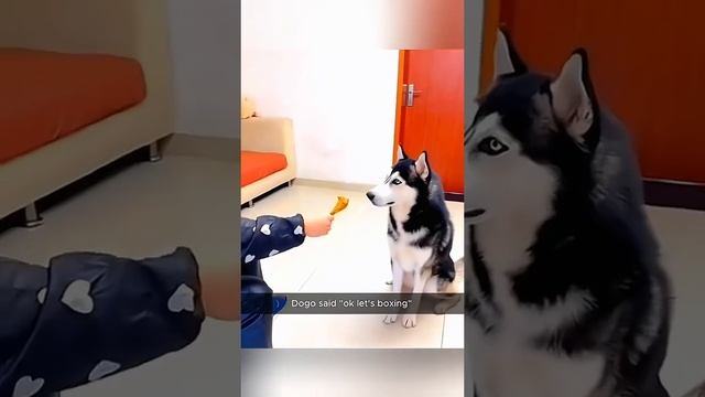 🤣Да Вы Посмотрите Этих Животных🤣 Самые смешные моменты😅 Сабака и Кот😅