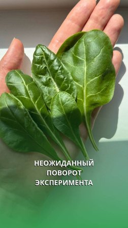 Посадила микрозелень мангольда и забыла про нее. И выросло это.. #shorts