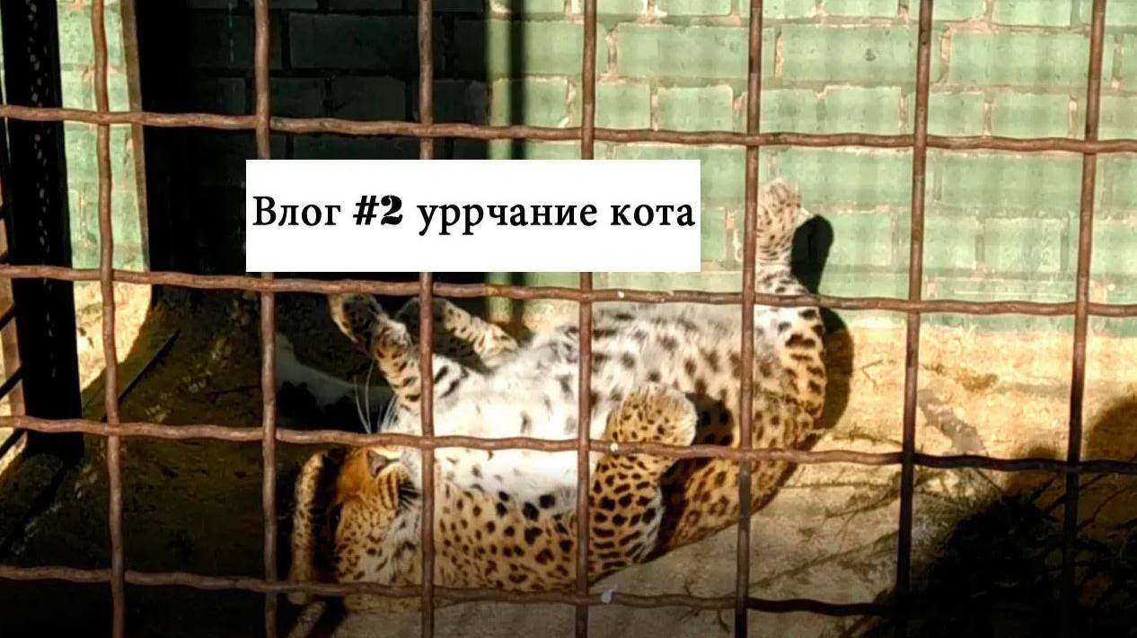 VLOG #2 | уррчание кота | Svetlana Bujo