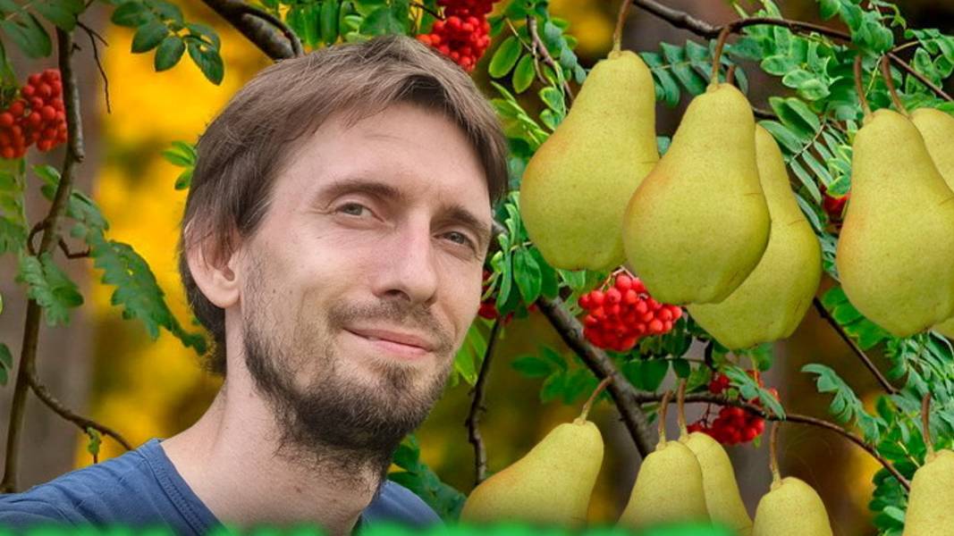 Прививаем грушу на рябину, что получилось ?