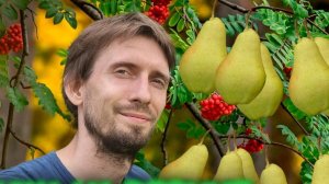 Прививаем грушу на рябину, что получилось ?