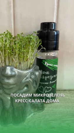 Микрозелень кресс-салата всего за 5 дней #shorts