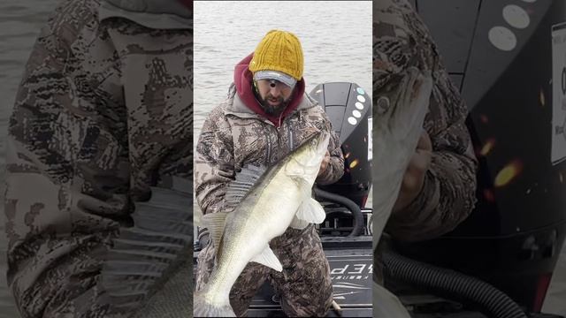 Вот такой вот Zander Roll