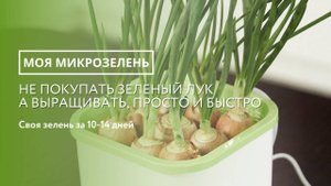 Выращиваем зеленый лук с помощью этого помощника, без мошек и грязи