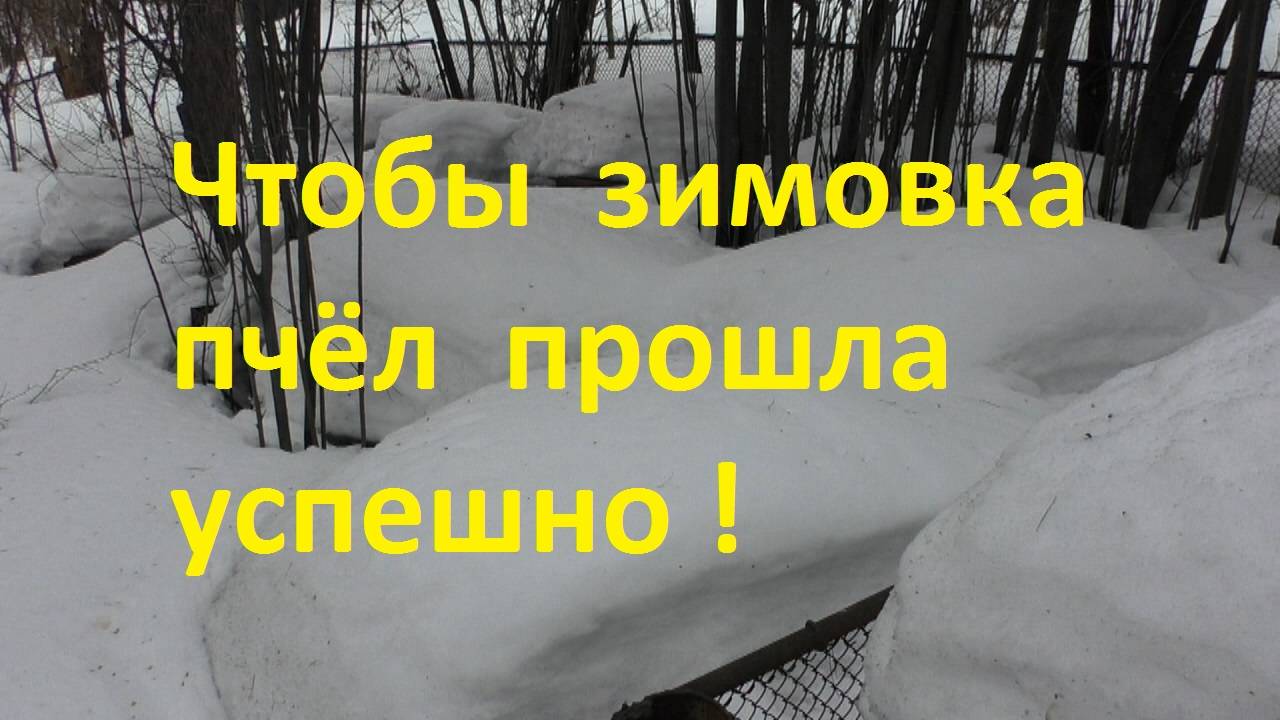 Чтобы зимовка пчел прошла успешно