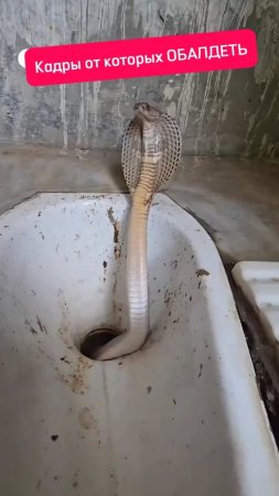 Видео Животных От Которых ОБАЛДЕЕШЬ!