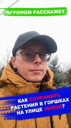 РАСТЕНИЯ В ГОРШКАХ ЗИМОЙ