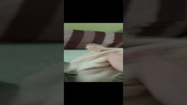 песня16( рок звезда ⭐