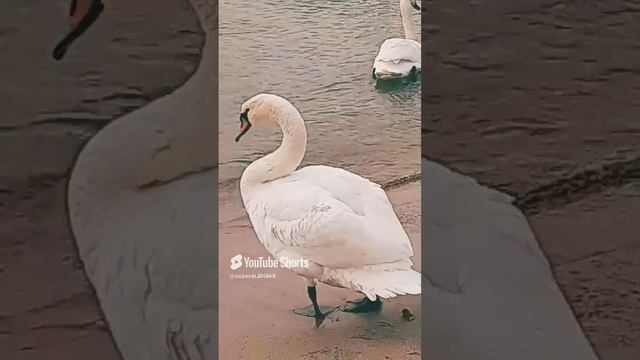 Желаю доброго утрааа!❤..mp4