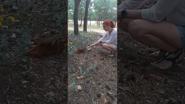 рыжаЯ рыжуЮ вкусняшками зазывает #девушка #белка #лес #природа #милота #animals #squirrel #nature