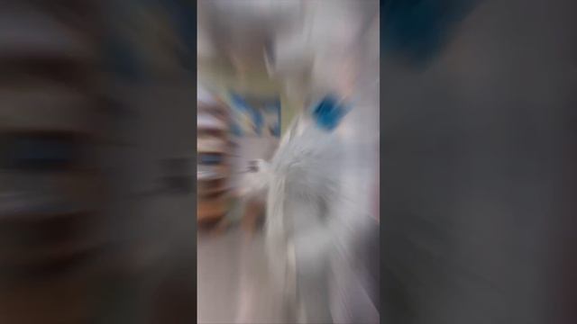В Бурятии на выборы пришли кабан и медведь