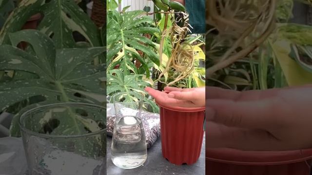 Cara terbaik memindahkan hasil propagasi air ke metan
