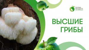 Высшие грибы! Системный ПОДХОД к здоровью: активные вещества для обновления и оздоровления! 🌿🧬