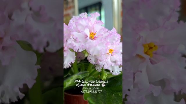 🐇🍒РМ-Царица Севера белоснежное великолепие.
