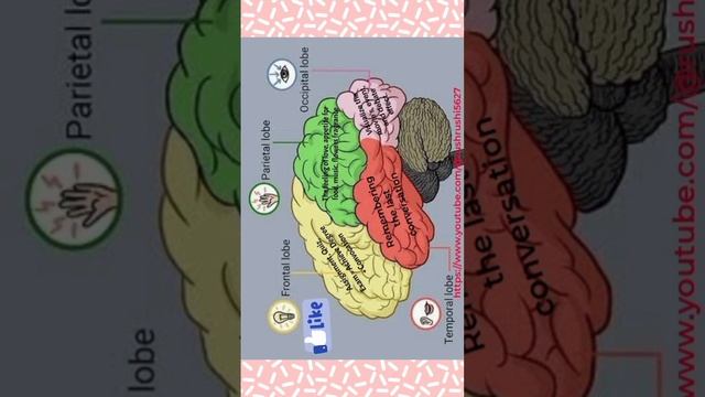 Parts of the Brain & Functions See description Frontal lobe, Parietal lobe, occipital& Temporal lob
