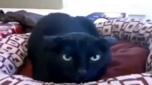 Смешные котики Тест на психику