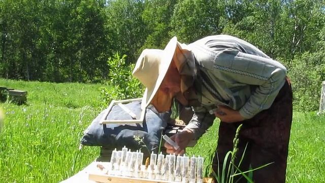 Разведение пчёл видео
