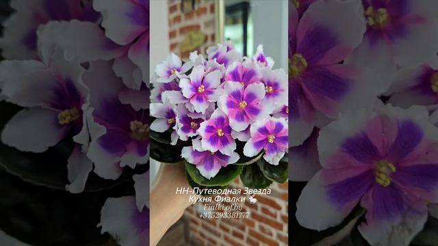 🐇🍒НН-Путеводная Звезда. Белые цветы-звезды с радиальными сиреневыми полосами на розовом "глазке".