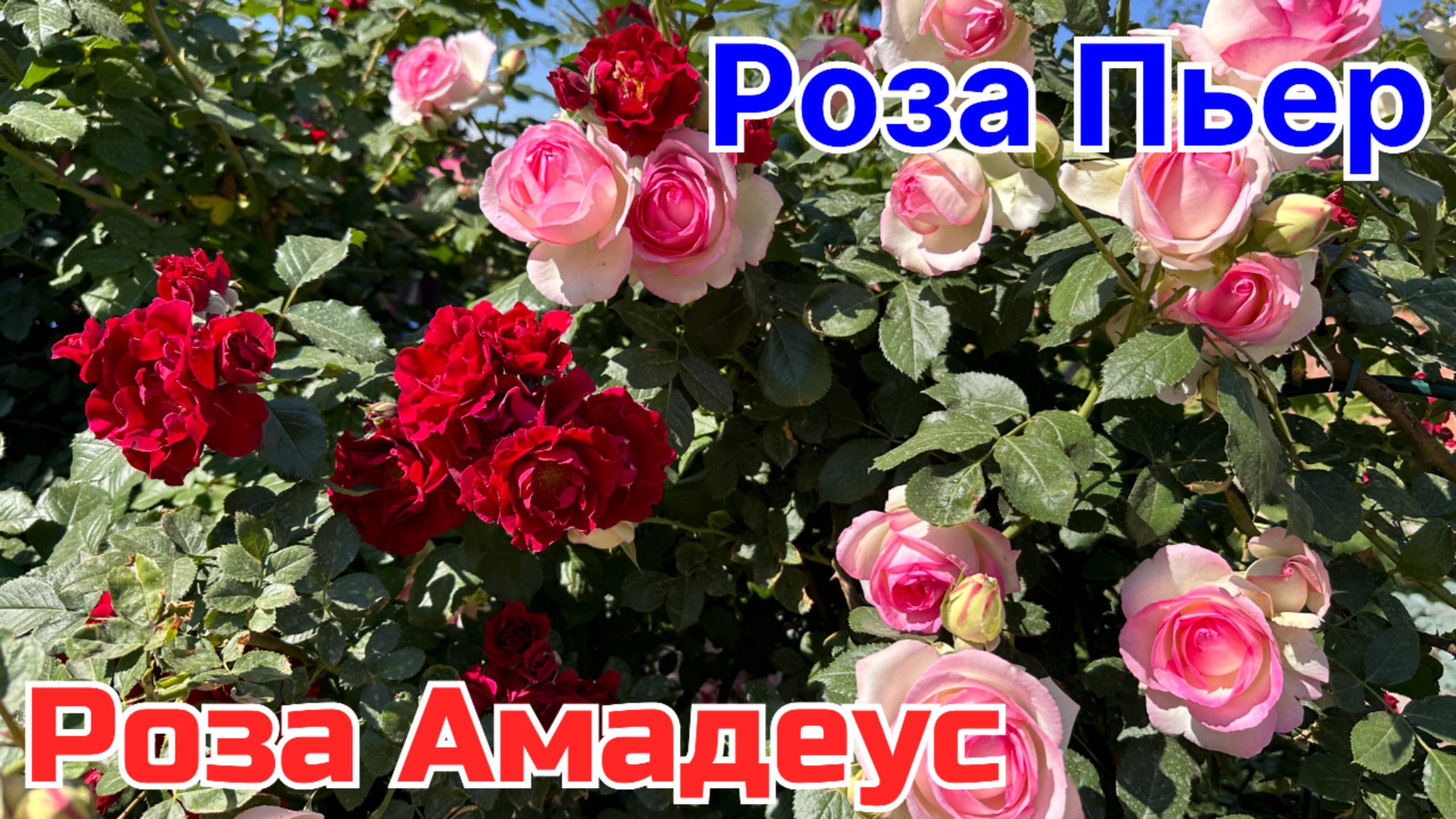 Мои любимые Розы, моя любовь к ним безгранична❤️