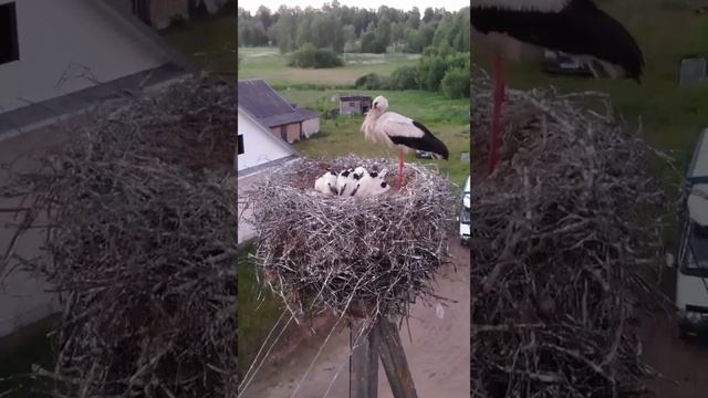 Не вешайте платья в шкаф. Им там не место ©  #любовь  #деревня  #аисты