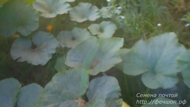 Тыква Атлантический гигант