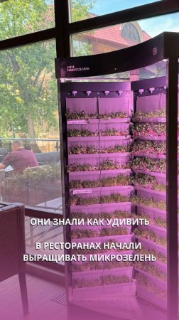 В ресторанах теперь сами выращивают микрозелень. Такую легко поставить в зал к гостям #shorts