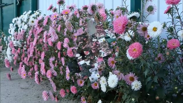 Цветы у дома.  Фото цветов видео.