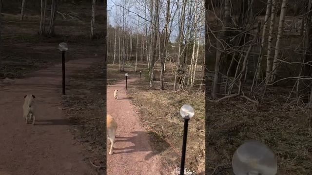 Парковая зона в коттеджном посёлке Сосновские горки от 1-й Академии недвижимости