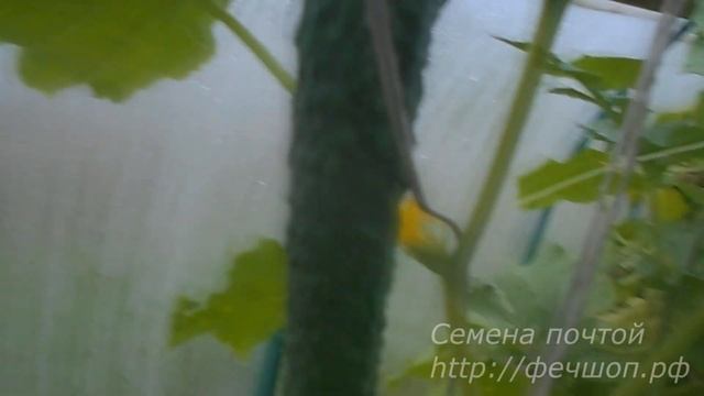 Огурцы Китайские змеи