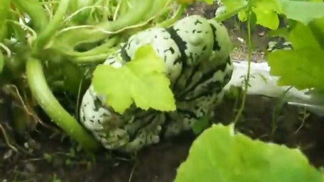 Патиссоны. Семена почтой http://fechshop.ru