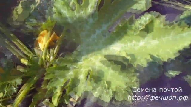 Ранний кабачок, Куанд