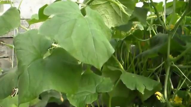 Огурцы.семена почтой http://xn--e1asdrqg.xn--p1ai