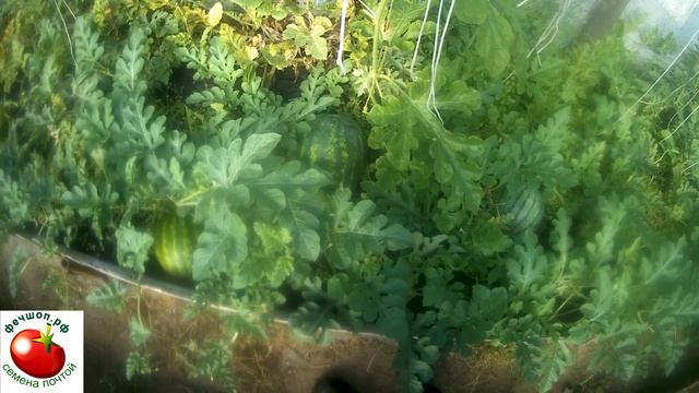 Арбузы на северном Урале, Красновишерск.