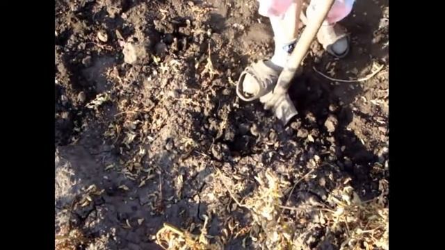 Фильм о нашей жизни. Участок 6 соток. Огород.