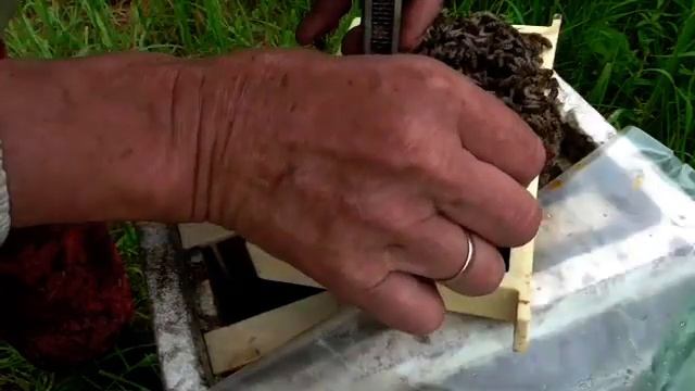 ПЛОДНЫЕ МАТКИ В НАЧАЛЕ ИЮНЯ