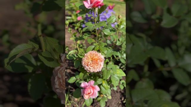 Японская роза Мияби ( Miyabi). #беларусь #садгродно #розы #rose #flowers #garden #miyabi #garden