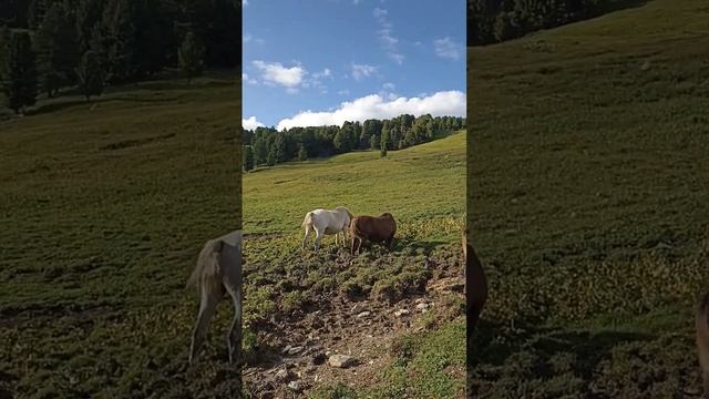 Алтайские кони на водопое #алтай #тайга #горы #походы #горныйалтай #горный_алтай #туризм #бушкрафт