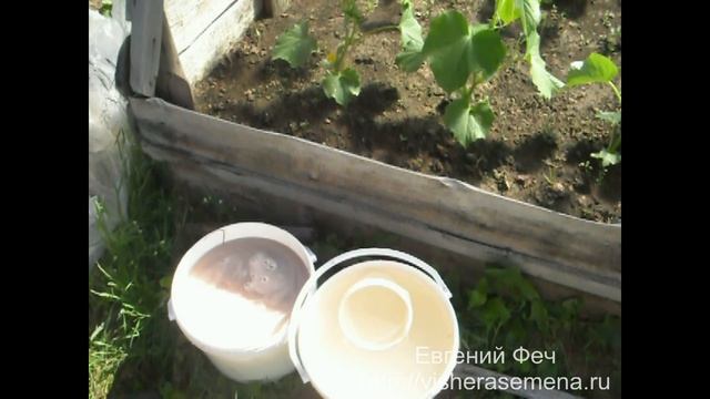 Подкормка огурцов.