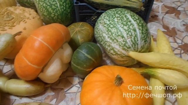 Плоды тыквенных культур.  Лагенария, Кабачки, Ангурия. Тыквы.