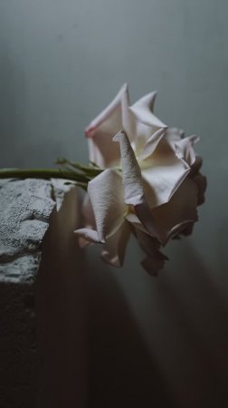 Владимир и Ирина