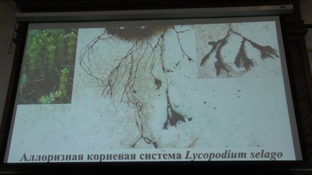 Зернов А. С. - Высшие растения - 8. Строение, заложение корня