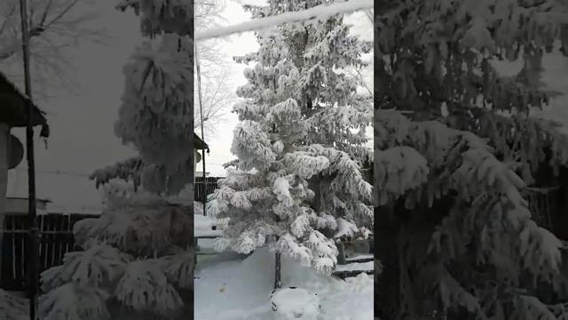 чем не Новогодняя сказка?
