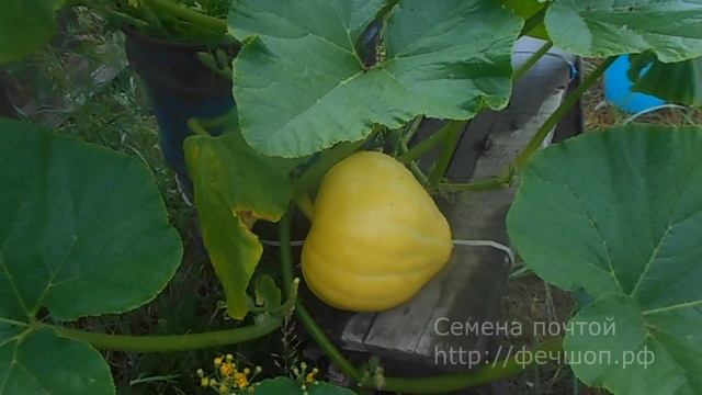 Крупная тыква из Китая