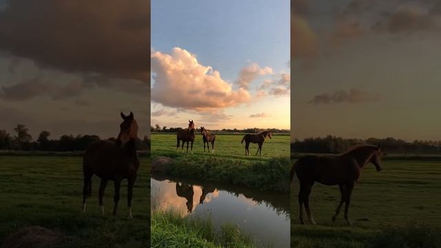 Лошади .. природа 😍